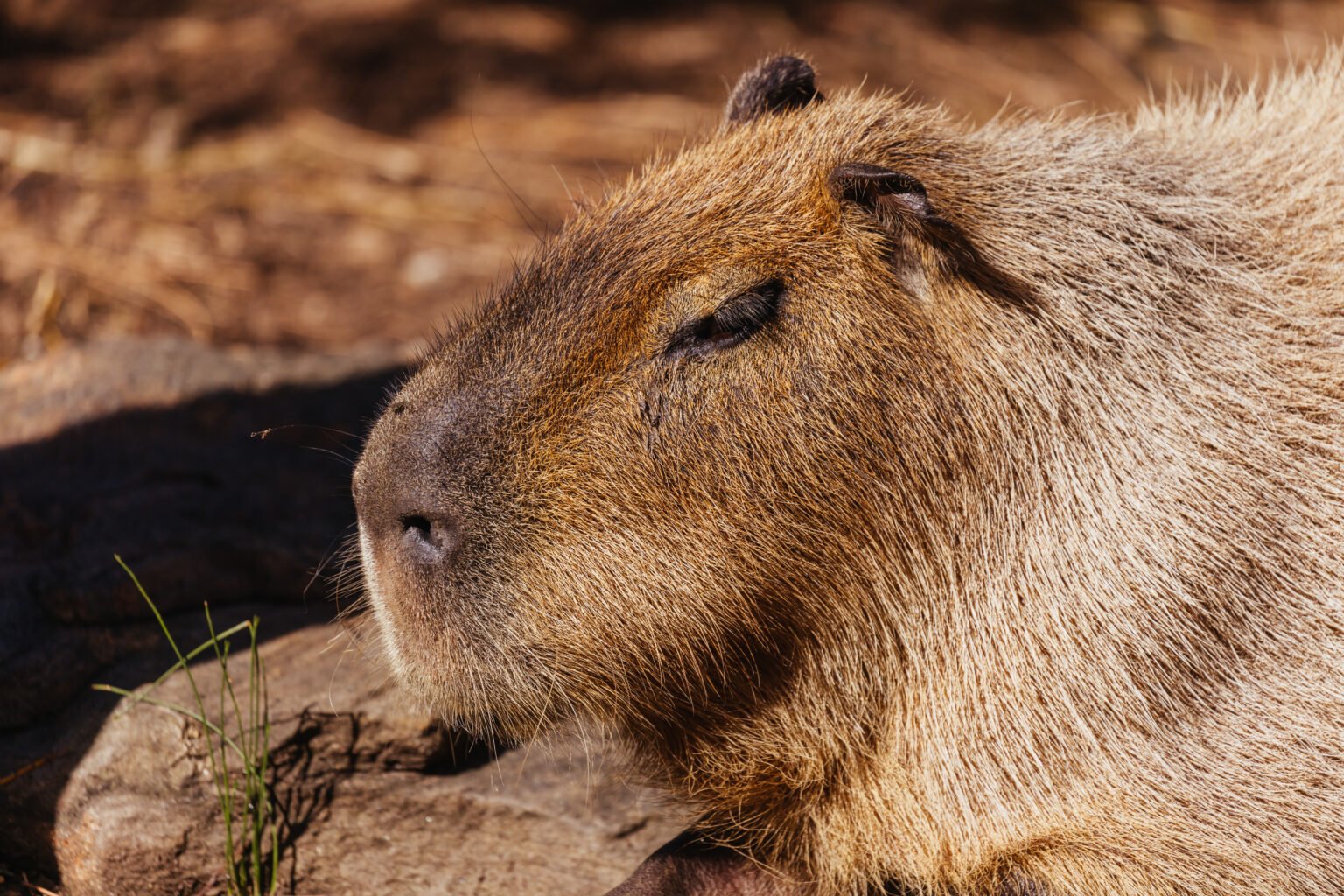 20 Capybara Facts You've Never Heard Before - Capybara Happiness