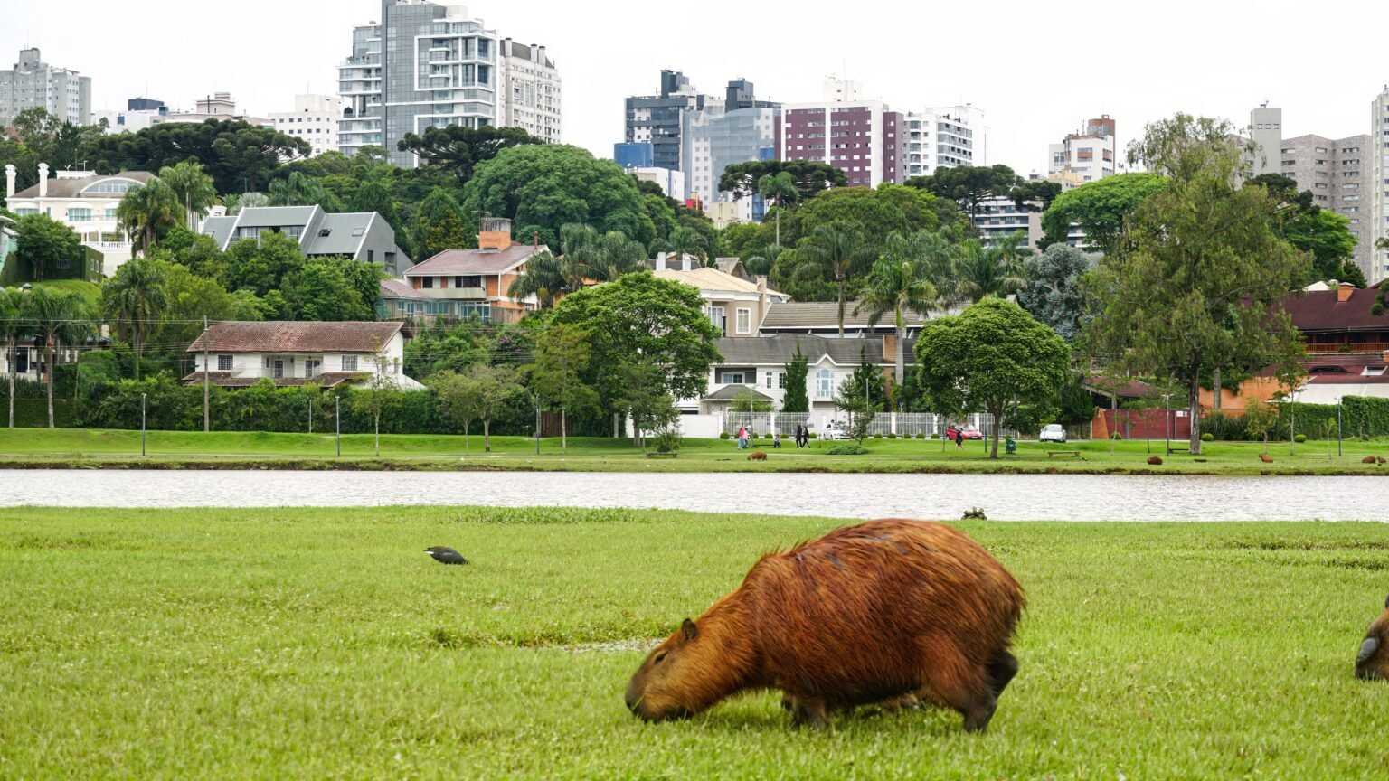 The Class Warriors of the Wetlands: How Argentina's Capybaras Became a ...
