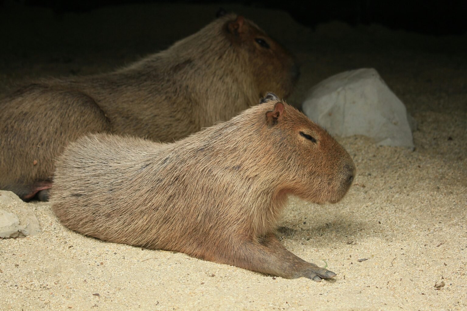 The Coconut Dog in the City: Exploring Capybara Presence in Mexican ...