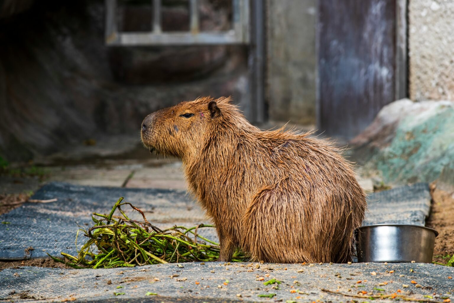 Pet Ownership: The Ultimate Guide to Owning a Capybara in Texas ...